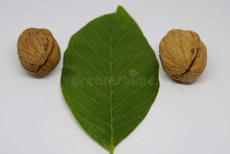 Image of walnut with leaf. stock photo. Image of rustic - 150787440