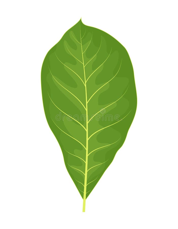Walnut Leaf Isolated on White, Vector Illustration Stock Vector ...