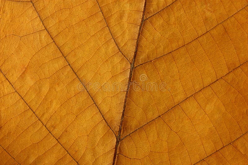 Walnut leaf texture stock image. Image of green, nature - 12286469