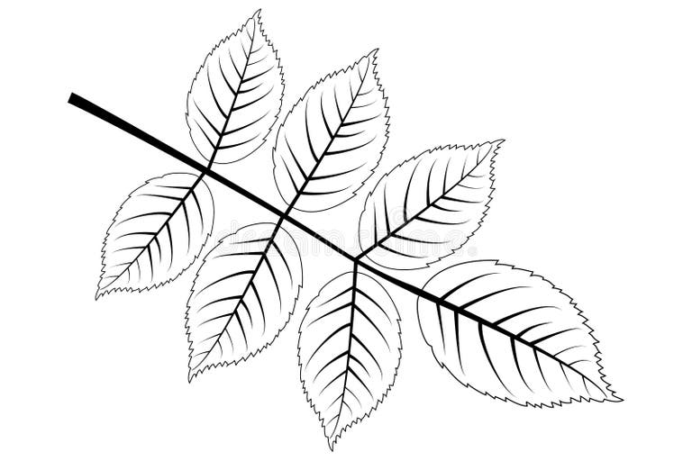 Walnut leaf stock vector. Illustration of isolated, harvest - 89605084