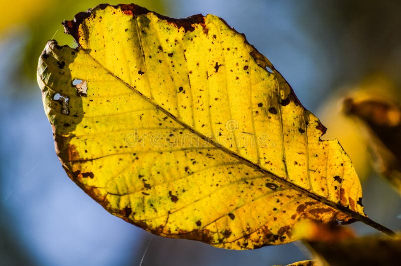 Walnut Leaves in Autumn - Close Up Stock Image - Image of blue, autumn ...