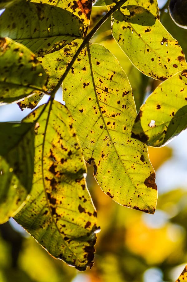 Walnut Leaves in Autumn - Close Up Stock Photo - Image of beautiful ...
