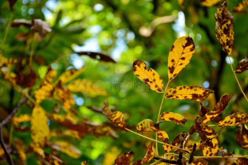 Walnut Leaves in Autumn, Still on the Tree Stock Image - Image of ...