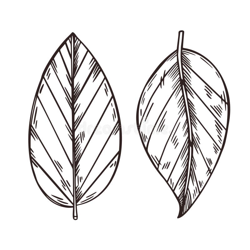 Walnut Leaves, Tree Leaves. All Objects are Hand-drawn in Vector Stock ...