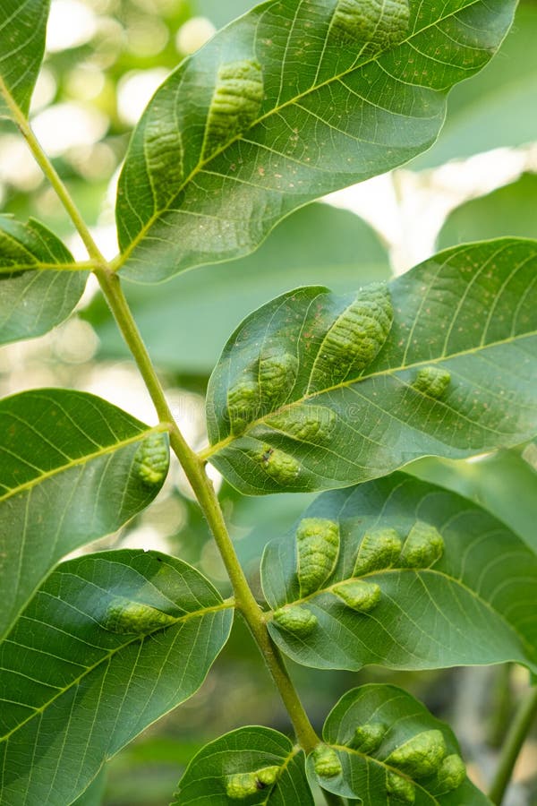 Yellow Oval Galls Stock Photos - Free & Royalty-Free Stock Photos from ...