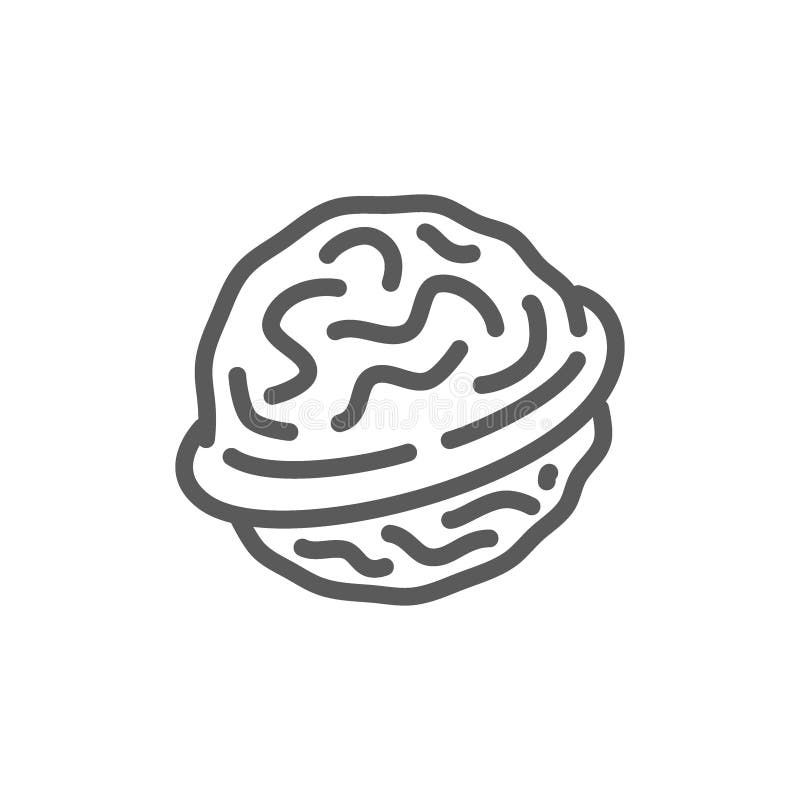 Walnut line icon. stock vector. Illustration of ingredient - 138681227