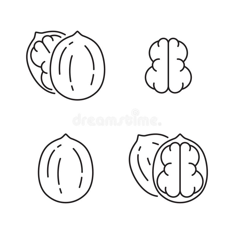 Walnut linear icons set stock vector. Illustration of food - 235868810