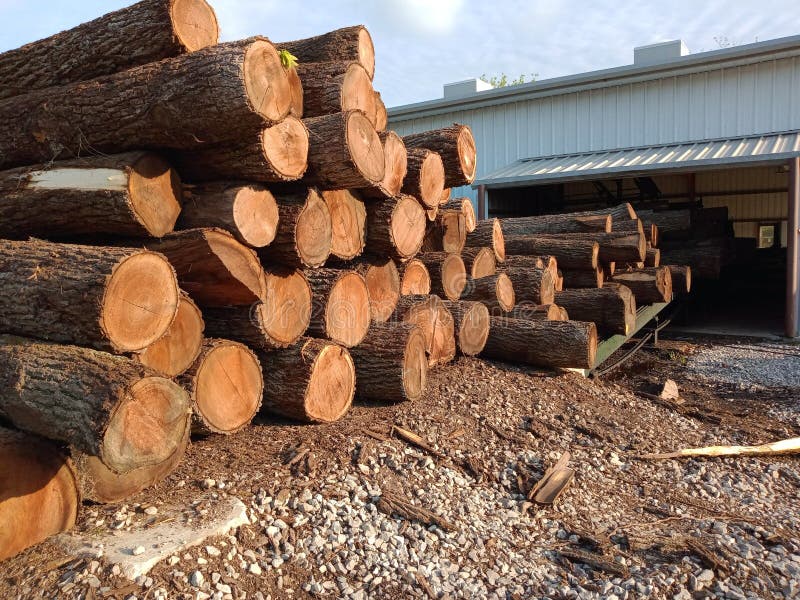 Walnut logs,sawmill stock photo. Image of environment - 224363014