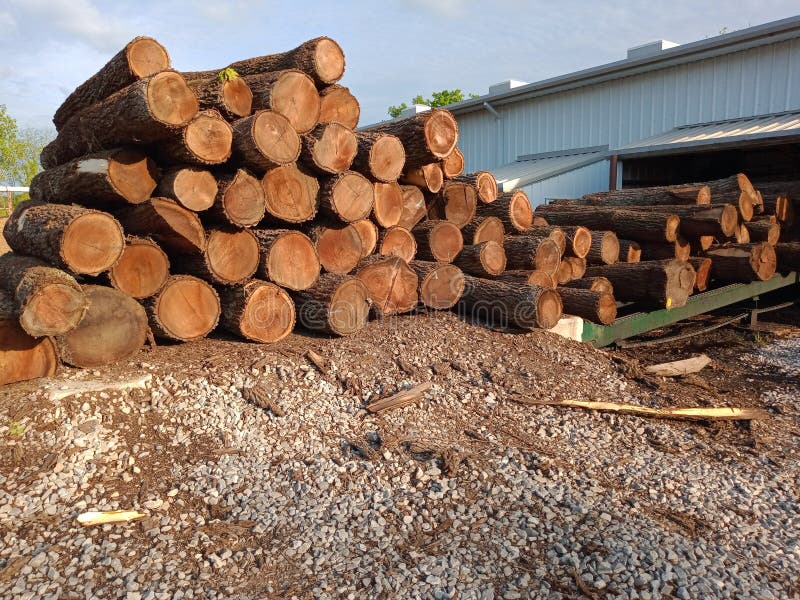 Walnut logs,sawmill stock image. Image of deforestation - 224363037