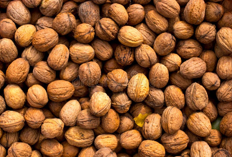 Walnut, a New Crop of Healthy and Tasty Nuts Stock Image - Image of ...