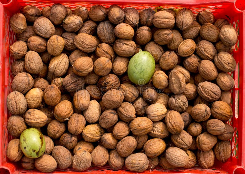 Walnut, a New Crop of Healthy and Tasty Nuts Stock Image - Image of ...