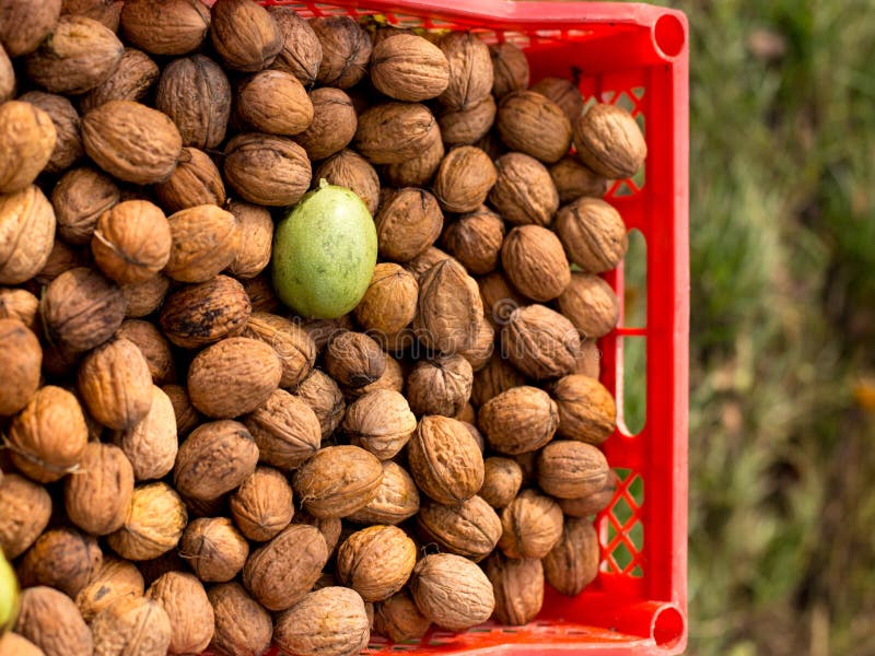 Walnut, a New Crop of Healthy and Tasty Nuts Stock Photo - Image of ...