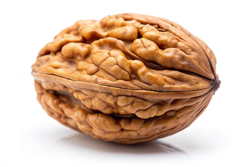 Walnut Nut â€ Close-Up on White Background Stock Illustration ...