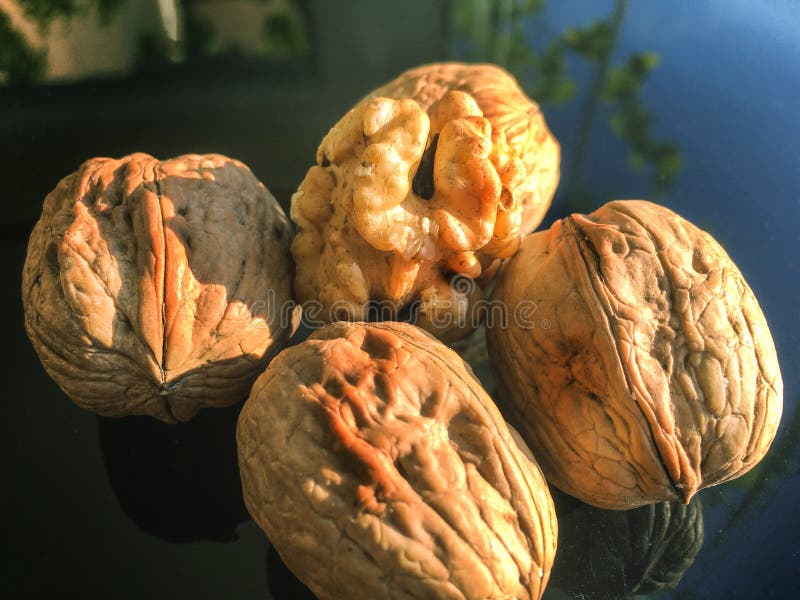 Walnut, nut plant stock image. Image of healthy, mature - 102510609