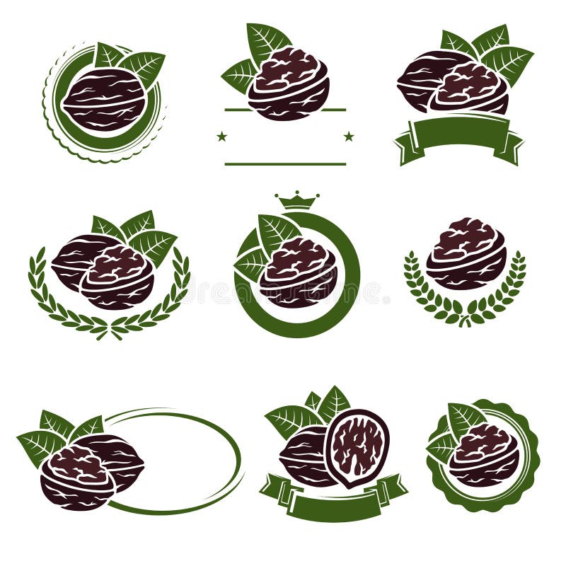 Walnut Nuts Labels and Elements Set. Vector Stock Vector - Illustration of flower, chocolate ...