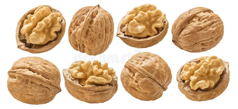 1,227 Walnut Package Stock Photos - Free & Royalty-Free Stock Photos ...
