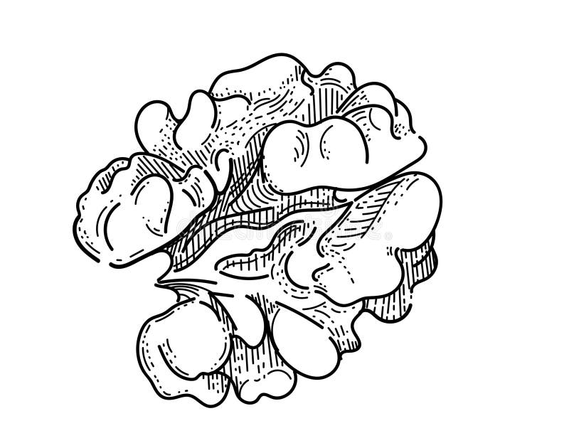 Nutshell Sketch Stock Illustrations – 4,240 Nutshell Sketch Stock ...