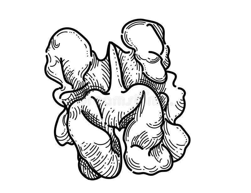 Nutshell Sketch Stock Illustrations – 4,240 Nutshell Sketch Stock ...