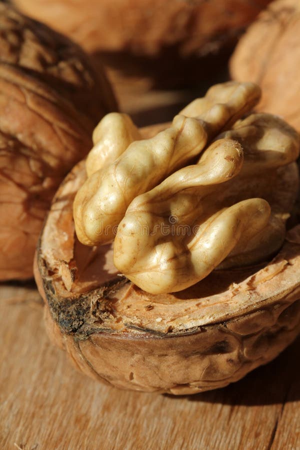 Walnut stock image. Image of beige, open, flora, walnut - 45213785