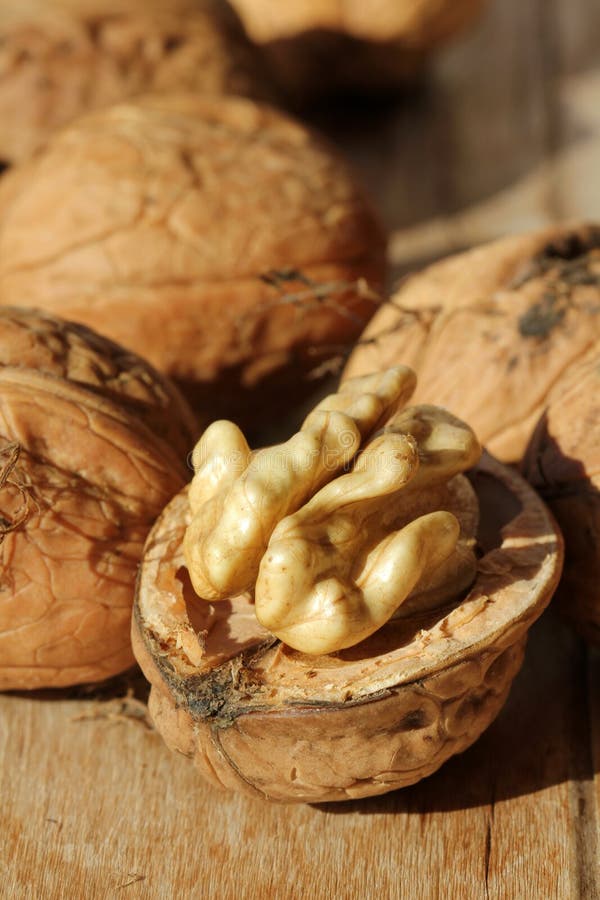 Walnut stock image. Image of shell, nutrition, septembre - 45213789