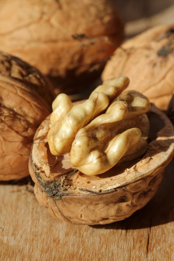 Walnut stock photo. Image of maturity, flora, brain, nutrition - 45213790