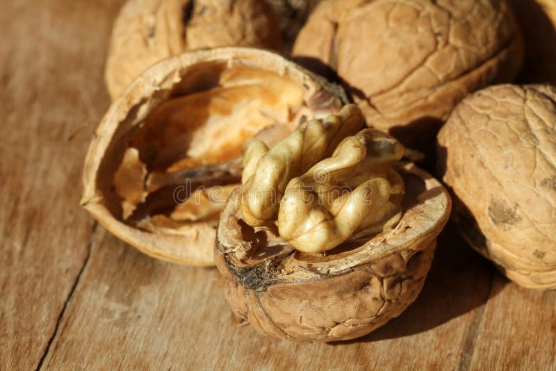 Walnut stock photo. Image of nutrition, walnut, flora - 45213950