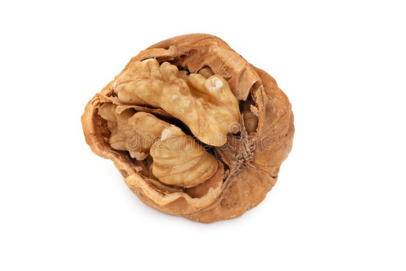 Walnut opened stock image. Image of close, vegetarian - 200794815
