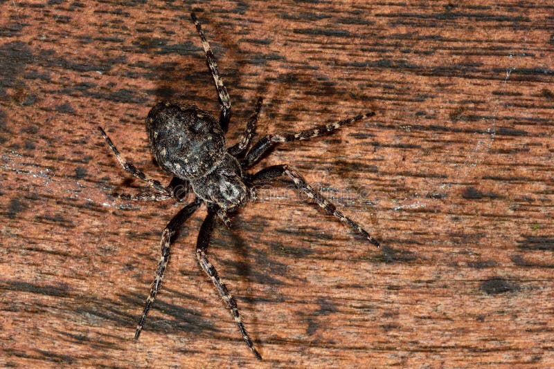 Walnut Orb Weaver Nuctenea Umbratica On Wood Stock Image Image Of Flattened Angled 66707621