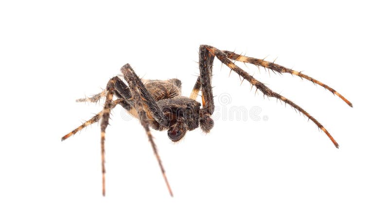 Walnut Orb-weaver Spider Isolated on White Background, Nuctenea ... Walnut Orb-weaver Spider Isolated on White Background, Nuctenea ...