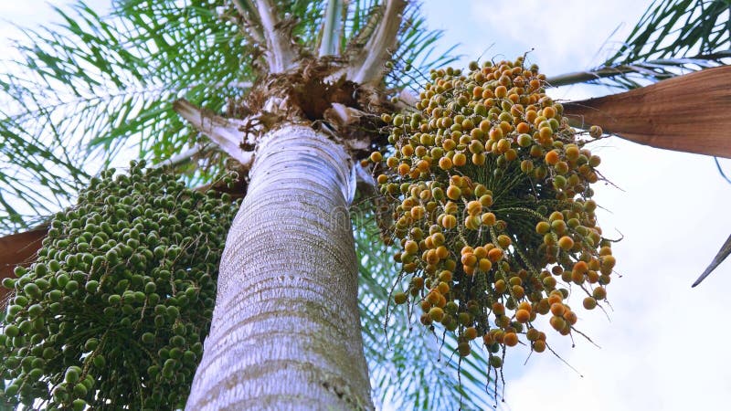 Walnut Palm Trees Areca Nut with a Bunch of Green and a Ripe One on the ...