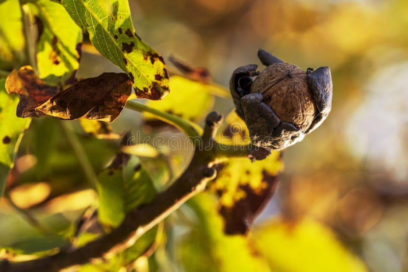Walnut in the Peel on a Twig on a Tree in the Setting Sun. the Photo ...