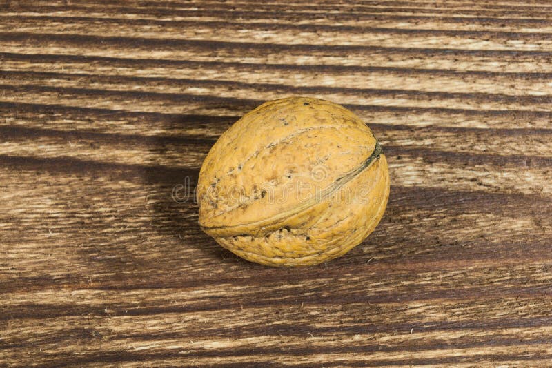 Walnut. stock image. Image of walnut, fruit, coarse, food - 62607879