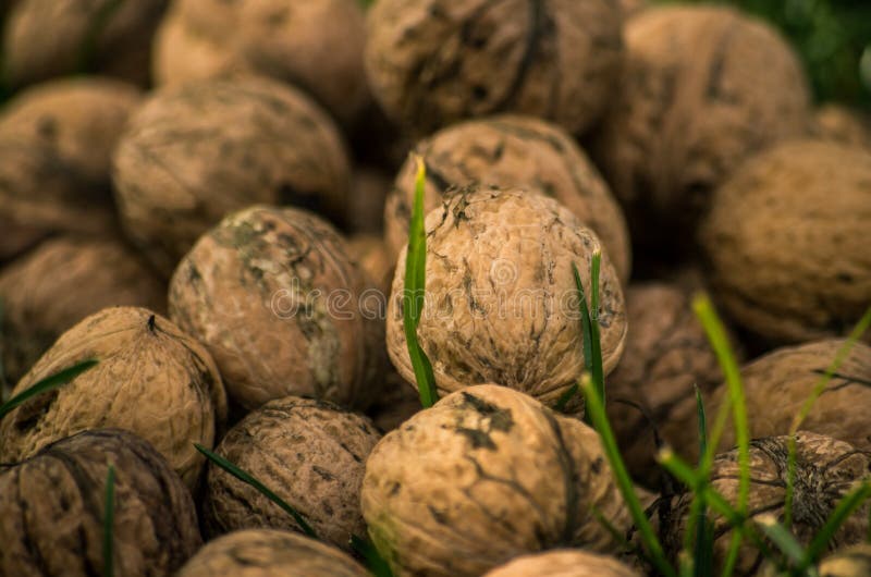 Walnut stock photo. Image of fruit, walnut, detail, walnuts - 113476976