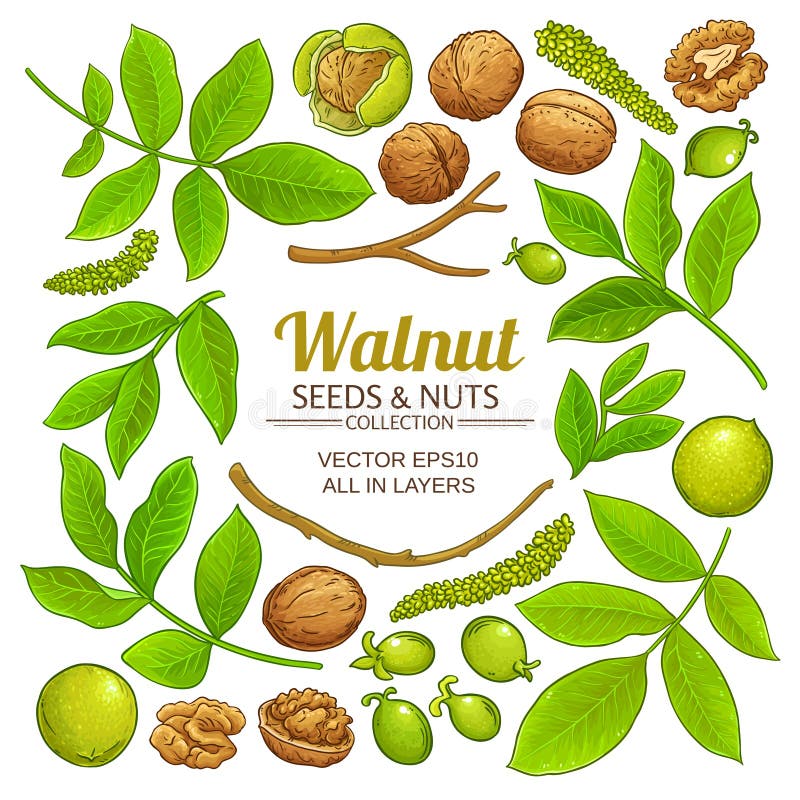 Walnut plant vector stock vector. Illustration of diet - 126295952