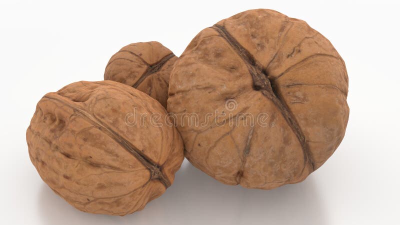 3 walnut render stock illustration. Illustration of vegetable - 229924214