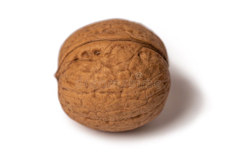Walnut Round Brown Nut. on a White Isolated Background. Delicious ...