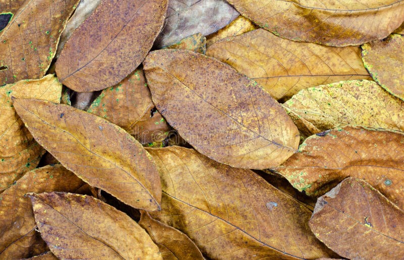 Walnut Rusty Leaves Dried Fallen in the Park . Stock Photo - Image of ...