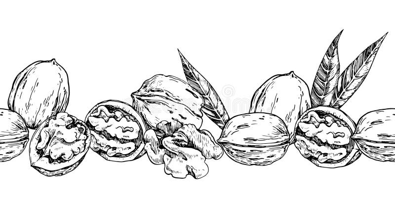 Walnut Seamless Border Hand Drawn with Ink. Black and White Pattern ...