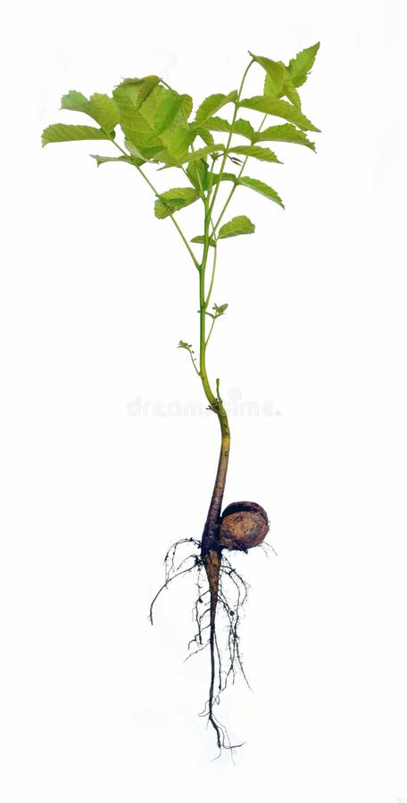 Walnut Seedling, Juglans Regia Stock Photo - Image of juglans, seasonal ...