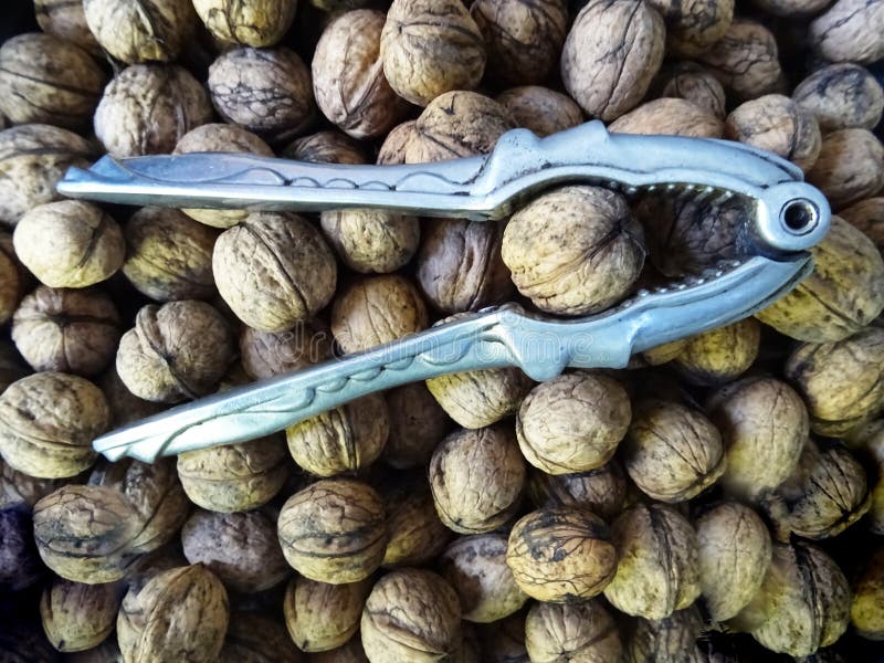 Walnut Seeds are Cleaned for Eating in Their Pure Form Stock Photo ...