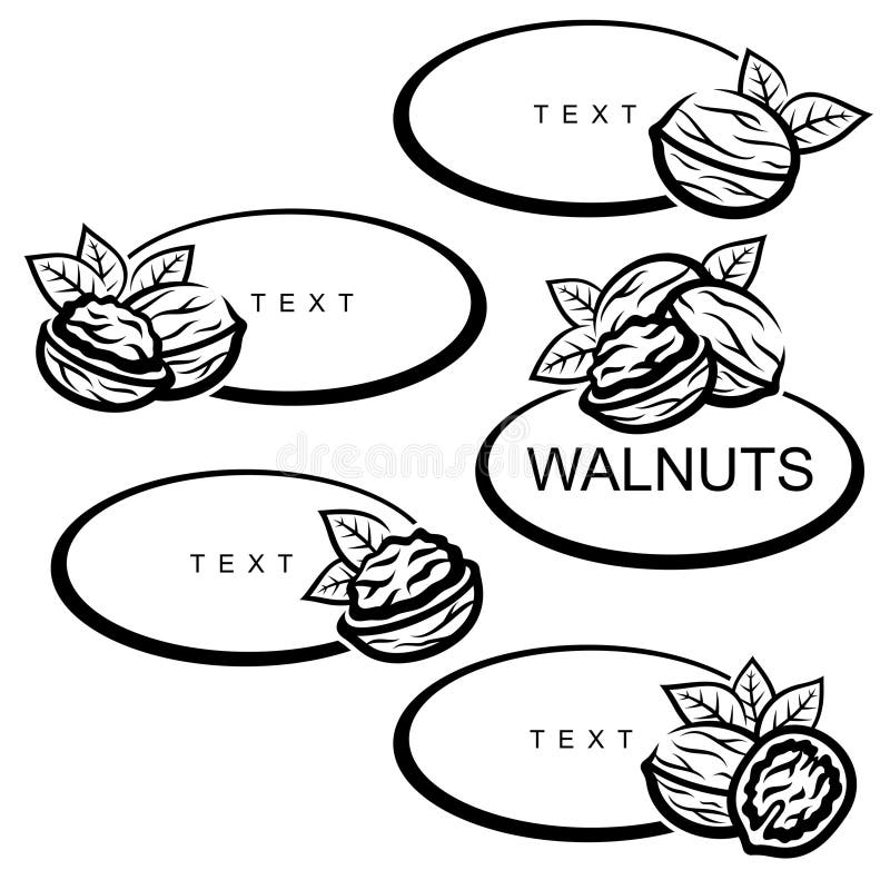 Walnut Set. Collection Icon Walnut Stock Illustration - Illustration of ...