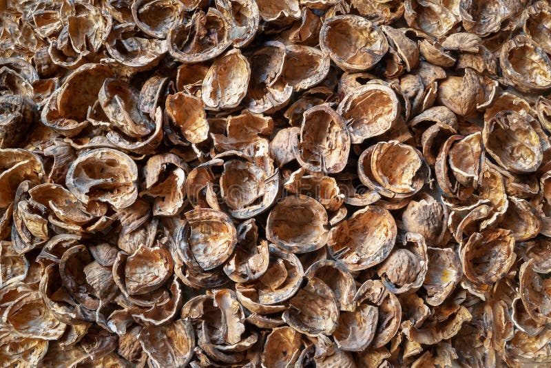 Walnut Shell Background Empty Nut Shell. Texture of Nuts. Selective ...