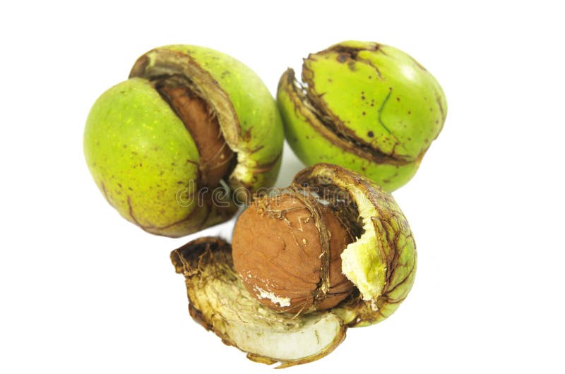 Walnut Tree - Juglans Regia Stock Illustration - Illustration of couple ...