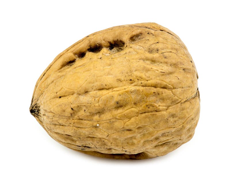Walnut in shell stock image. Image of open, nutshell - 48769795