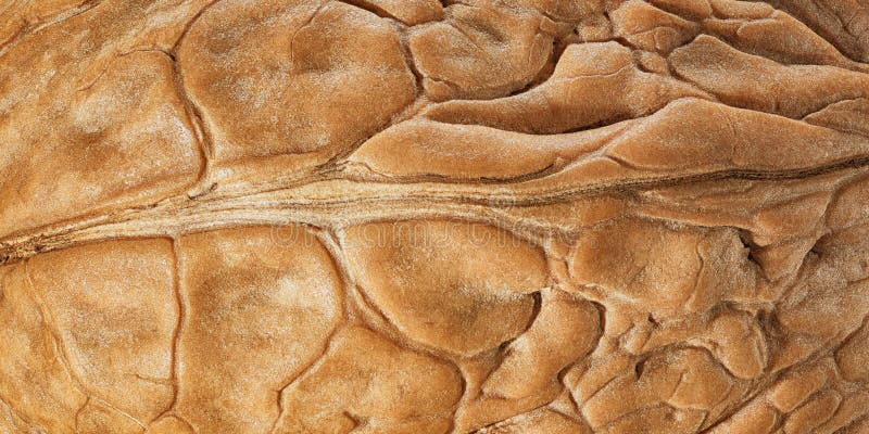 Walnut Shell Extreme Macro As Package Design Element Collection ...