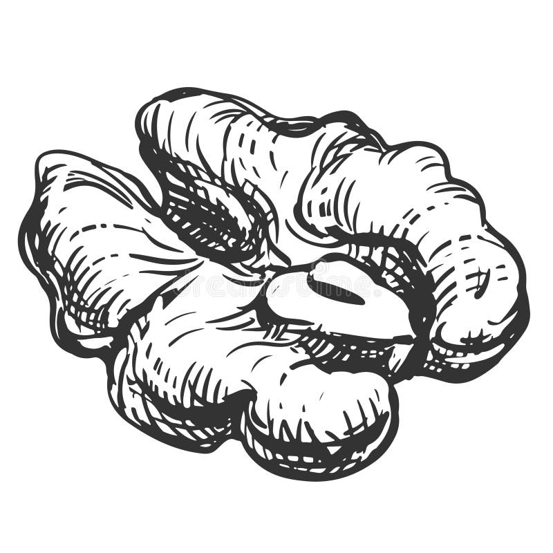 Shell Drawing Label Stock Illustrations – 3,392 Shell Drawing Label ...