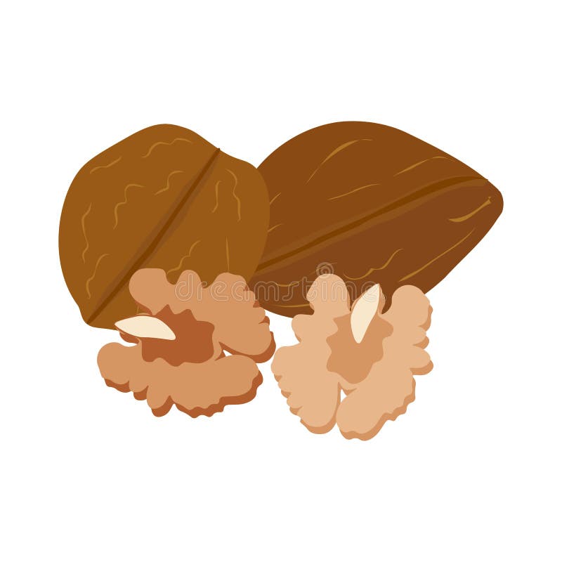 Sea shell illustration stock vector. Illustration of exotic - 116537487