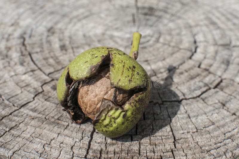 Walnut Shell and Its Green Husk Stock Image - Image of kernel, husk ...