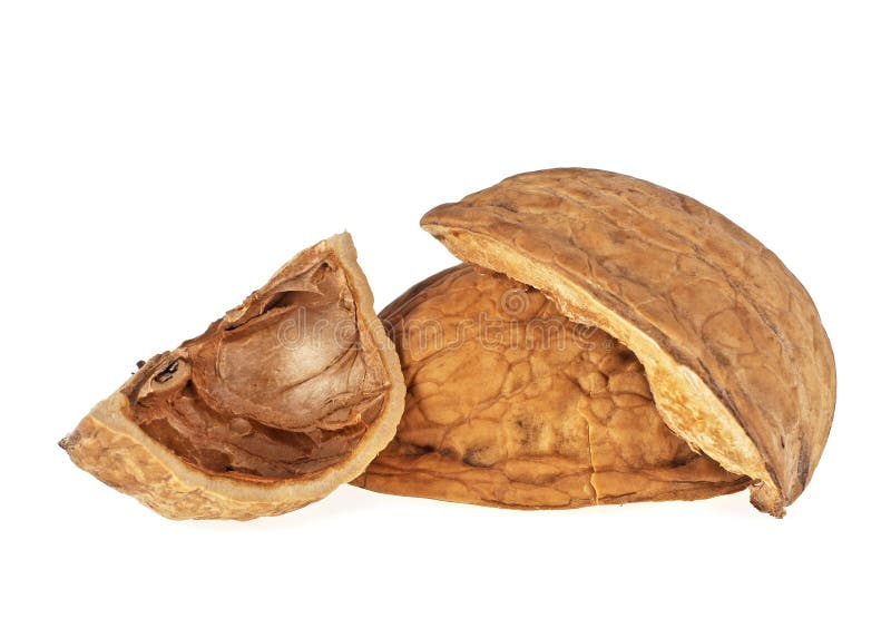 Empty Walnut Shells Isolated on White Background Stock Image - Image of ...