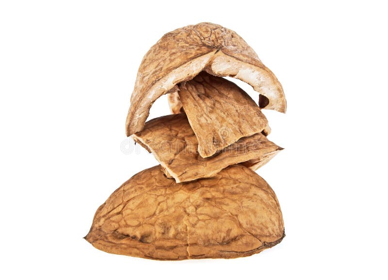 Walnut Shell Isolated on White Background Stock Photo - Image of ...